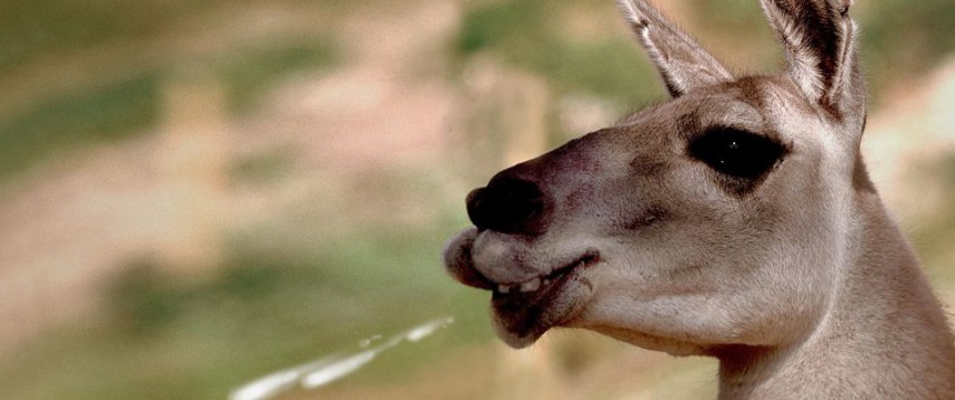 Zwei Versionen einer Spuckattacke – JUNGE FREIHEIT